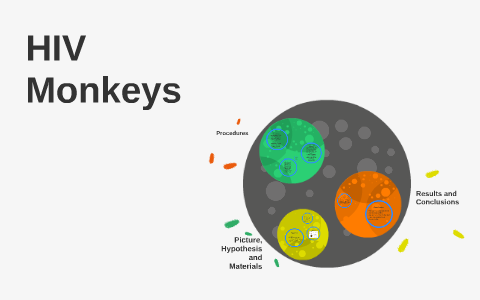 HIV Monkeys by rachel behrndt