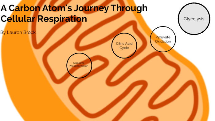 carbon atom through cellular respiration by Lauren Brock on Prezi