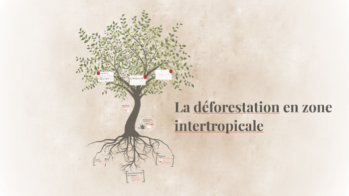 La déforestation en zone intertropicale by Marielle Noel on Prezi