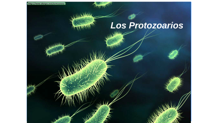 Los Protozoarios by Mirieth Castro on Prezi
