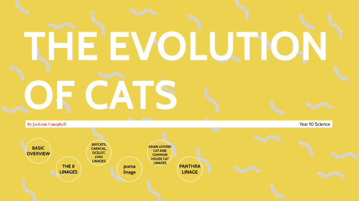 The Evolution Of Cats by Jackson Campbell on Prezi