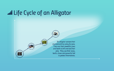 Life Cycle of an Alligator by spencer thompson on Prezi