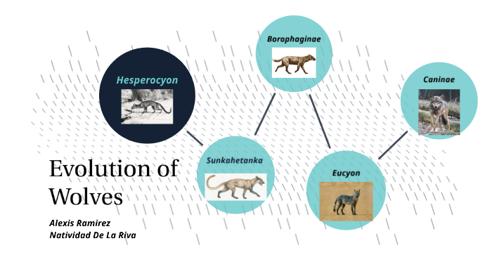 Evolution of Wolves by Alexis Ramirez on Prezi