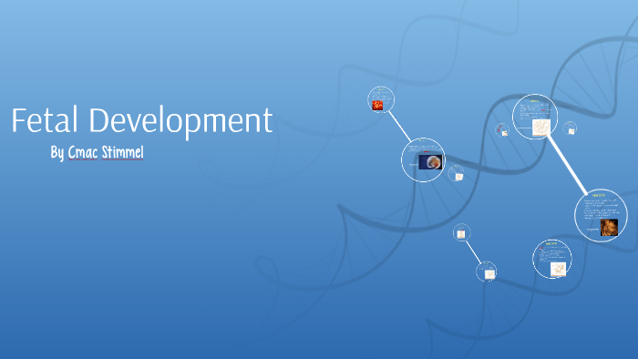 Fetal Development by Cmac Stimmel