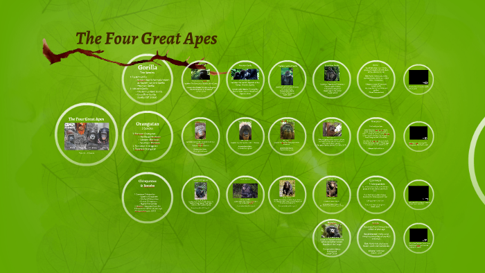 The Four Great Apes by Darlene Winslet on Prezi