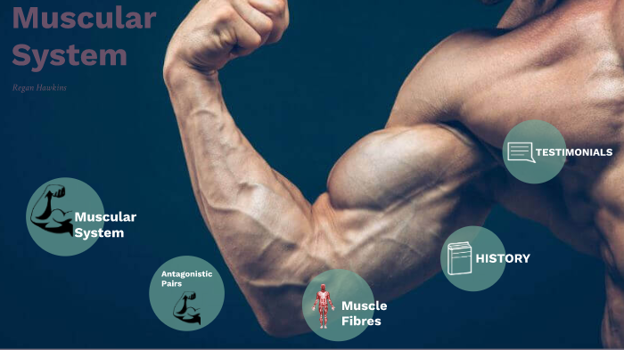 Muscular System by Regan Hawkins on Prezi