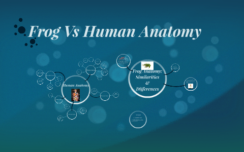 Frog Vs Human Anatomy by Jake Buckley on Prezi