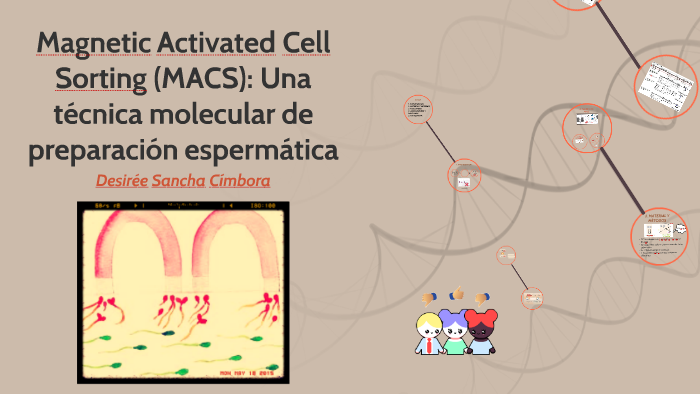 Magnetic activated cell sorting (MACS): una técnica molecula by Desirée ...