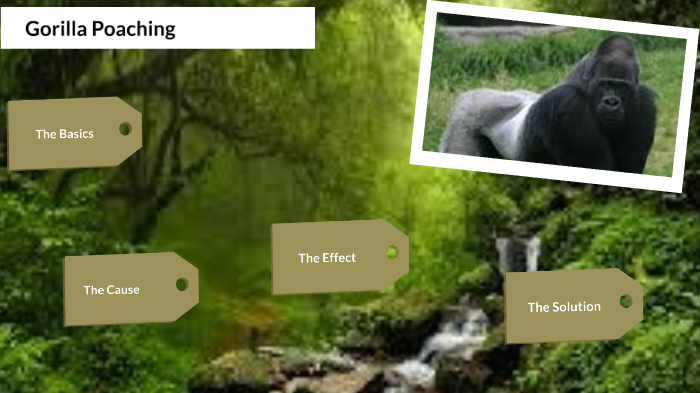 Poaching Gorillas project by Jordan McQueen on Prezi