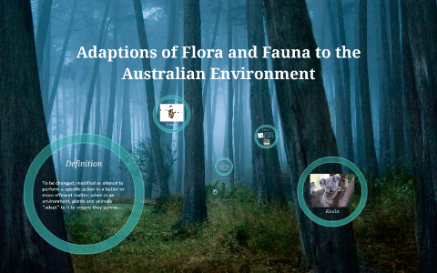 Adaptions of Flora and Fauna to the Australian Environment by Calista ...