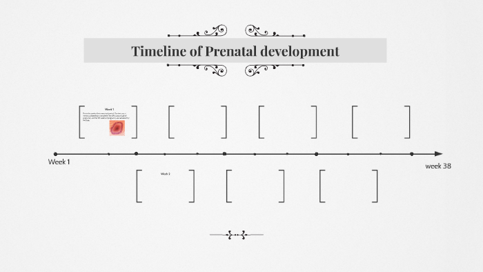 Timeline of Prenatal development by abbey martin on Prezi