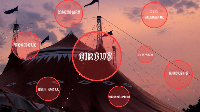 Circus Cell Analogy by Demi Dal'Pozzo on Prezi