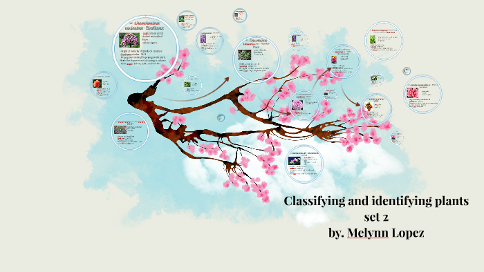 Classifying and identifying plants part 2 by Melynn Lopez