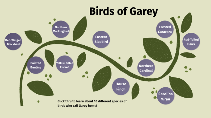 Birdies of Garey by Rowan Prothro on Prezi