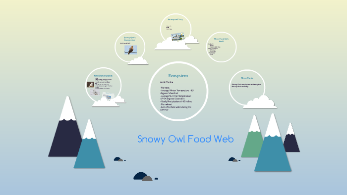 Snowy Owl Food Web by Selena Wu on Prezi