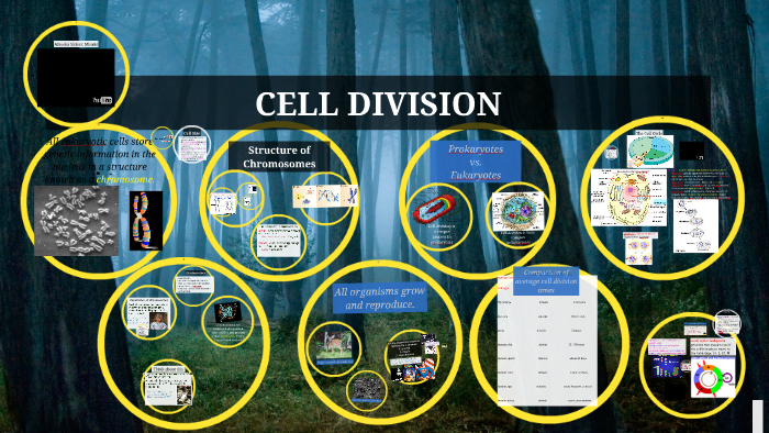 2018 Unit 4 - Cell Division by Elizabeth Metge on Prezi