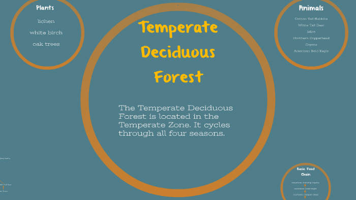 Temperate Deciduous Forest by Aubrey Larson on Prezi