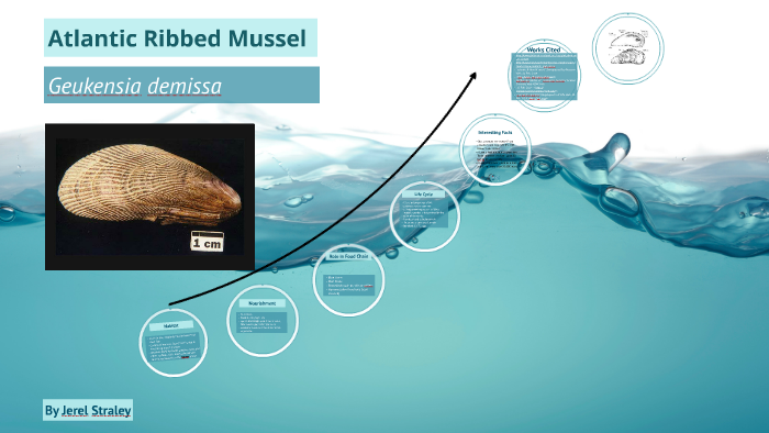 Atlantic Ribbed Mussel by Jerel Straley on Prezi