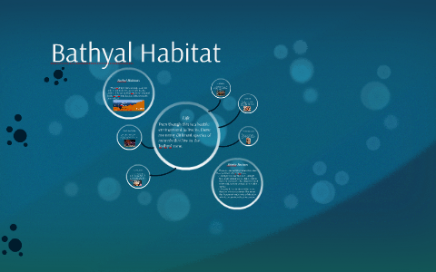 Bathal Habitats by Saffron Collins on Prezi