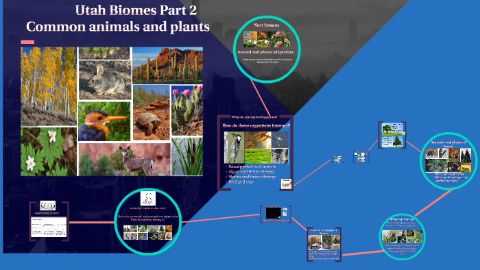 Common animals and plants of Utah Biomes - 4th grade by Laleh Ghotbi on ...