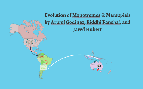 Evolution of Monotremes & Marsupials by Arumi Godinez on Prezi