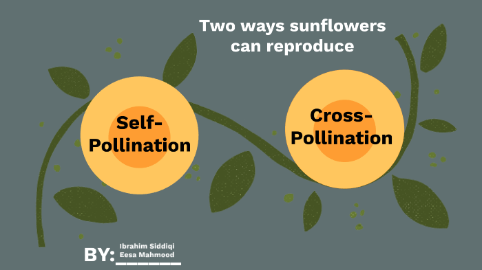 Reproduction of Sunflowers by Eesa Mahmood on Prezi