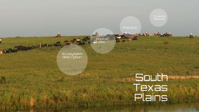 Texas pro by Matthew Argueta on Prezi
