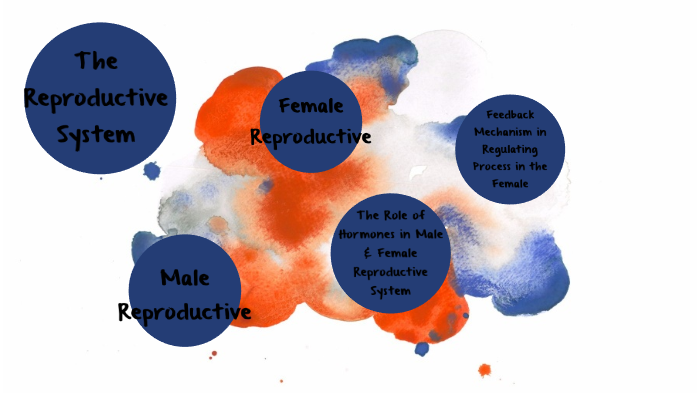 The Reproductive System By Allysa Manjid On Prezi 3115