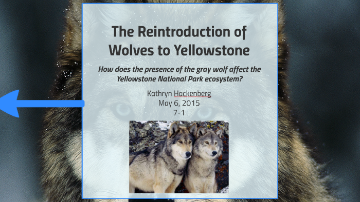 The Reintroduction of Wolves to Yellowstone by Kathryn Hackenberg on Prezi