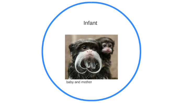 Emperor Tamarin Life Cycle Diagram by Lauren Paik on Prezi