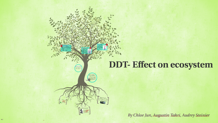 DDT- Effect on ecosystem by Audrey Steinier