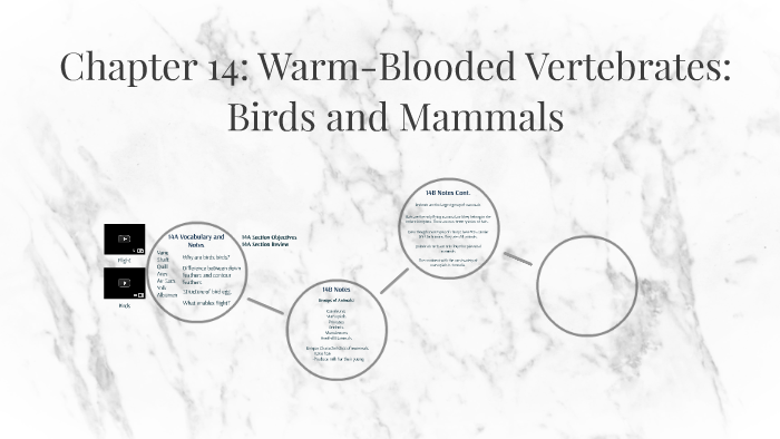 Chapter 14: Warm-Blooded Vertebrates: by Steve Stupar on Prezi