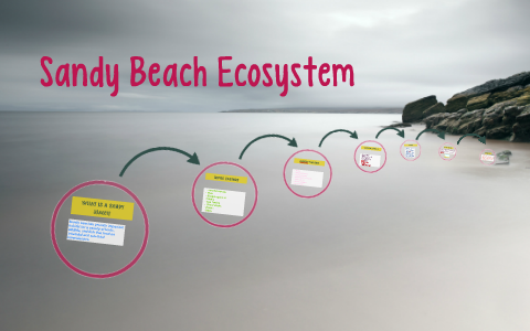 Sandy Beach Ecosystem by Keely Worrell on Prezi