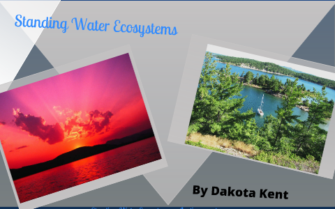 Standing Water Ecosystems by Dakota Kent on Prezi