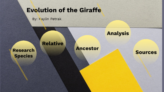 Evolution of the Giraffe by Kaylin Petrak