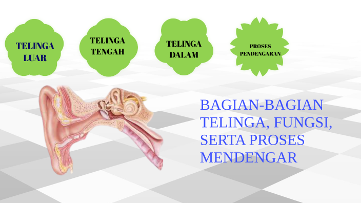 Proses pendengaran by Fendy Purnama on Prezi
