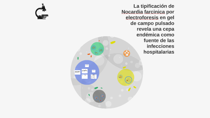 La tipificación de Nocardia farcinica por electroforesis en by Eder ...