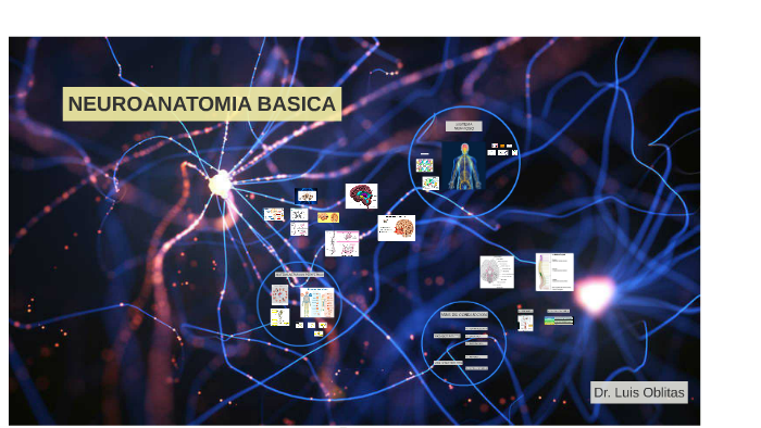 NEUROANATOMIA BASICA by luis orlando on Prezi