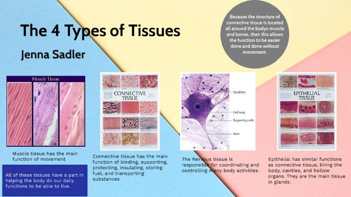 The 4 Types of Tissues by Jenna Sadler on Prezi