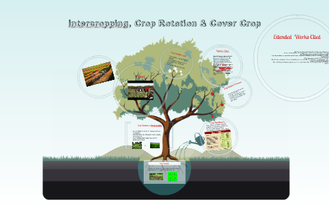 Intercropping, Crop Rotation & Cover Crop by Ryan Ong on Prezi