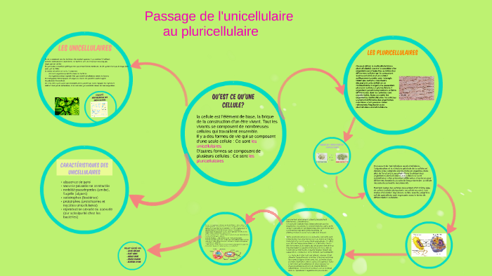 passage de l'unicellulaire au pluricellulaire by marie jd on Prezi