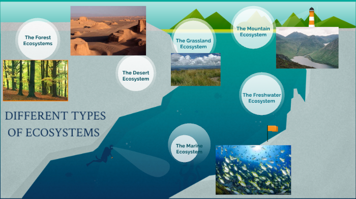 4 Types Of Ecosystems