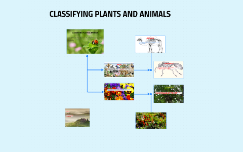 CLASSIFYING PLANTS AND ANIMALS by Faizan Sheikh on Prezi
