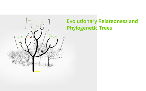 Evolutionary Relatedness and Phylogenetic Trees by Cole Hardacre on Prezi