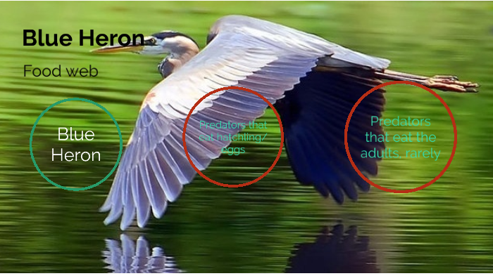 Blue Heron Food Web by Mitchell Fishwick on Prezi