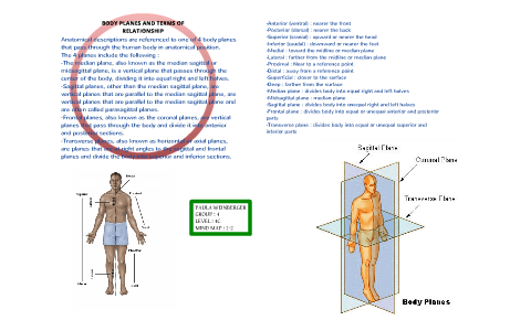 Planes Of The Body Worksheet
