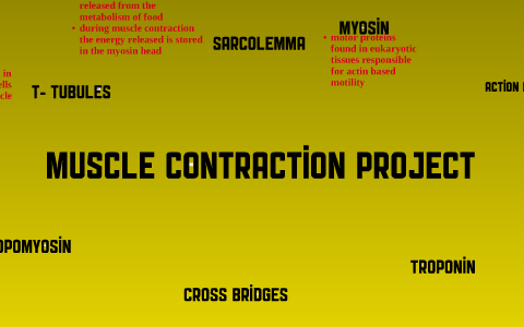 Muscle Contraction Project by nick byrd on Prezi