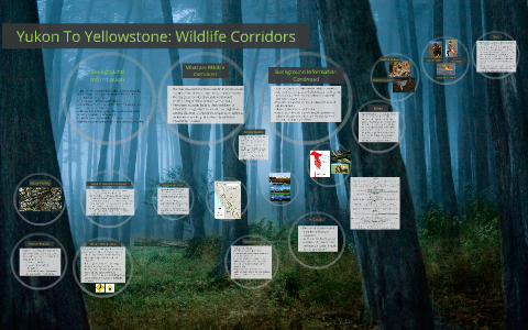 Yukon To Yellowstone: Wildlife Corridors by Rebecca Borg on Prezi