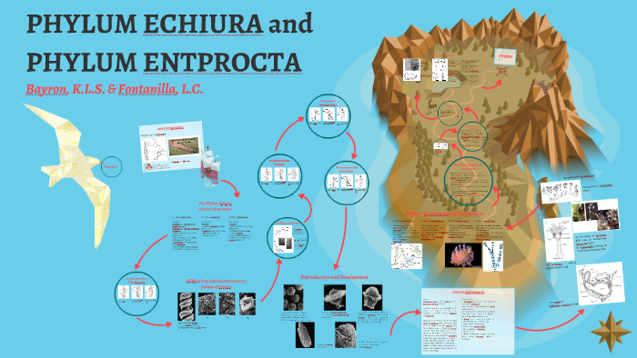 PHYLUM ECHIURA by Louie Fontanilla on Prezi