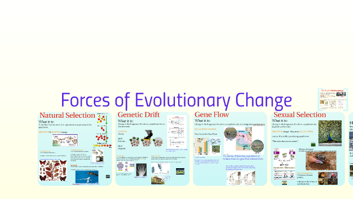 Evolution 2: Evolutionary Forces by Thomas Hattori on Prezi